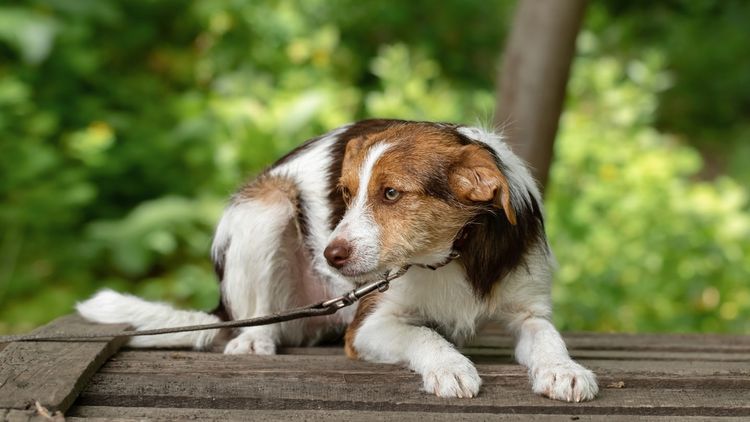 Barkio: Dog Monitor - Dogs and fear of noise: what to do when a dog is ...
